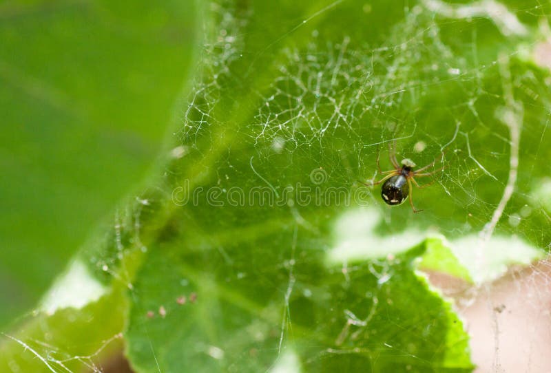 Spider Sitting on the Leave Stock Image - Image of field, nature: 26066713