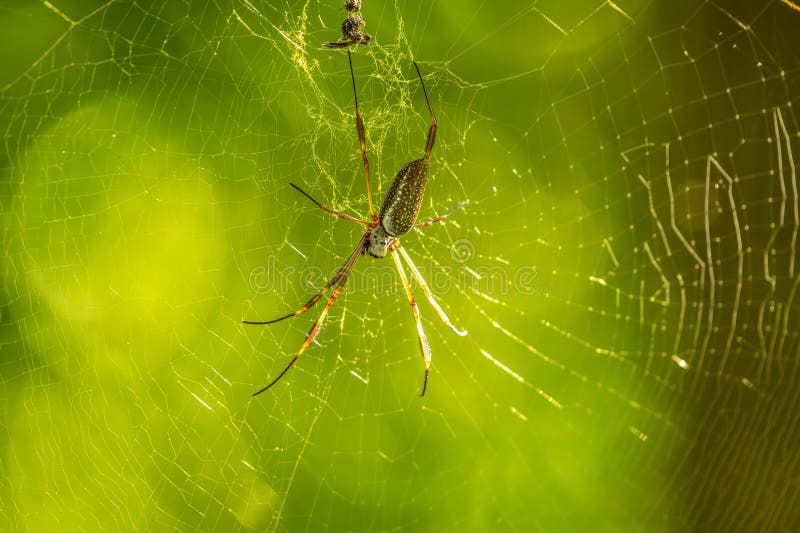 A Spider Sitting in the Middle of Its Web, with Another Spider Hanging from Its Stock Photo ...