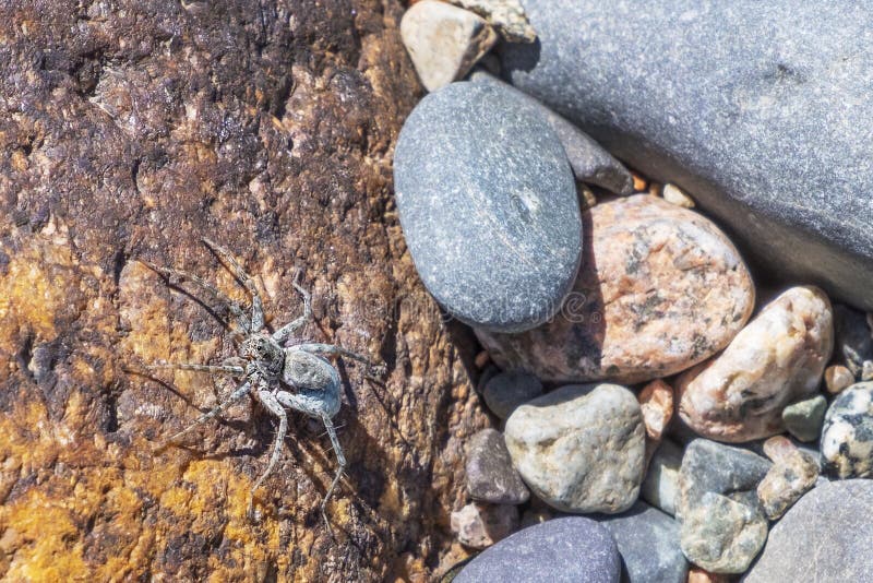Spider is Sitting on the Rocks. Stock Image - Image of spider ...