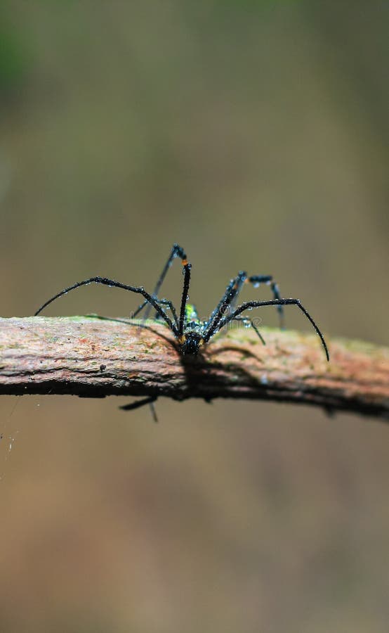 Spider Sitting on the Tree Branch. Dewdrops on Spider Closeup with ...