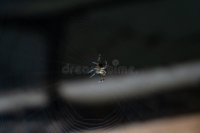 A Spider Sitting on a Web in a Dark Corner of a Brick Building Stock ...