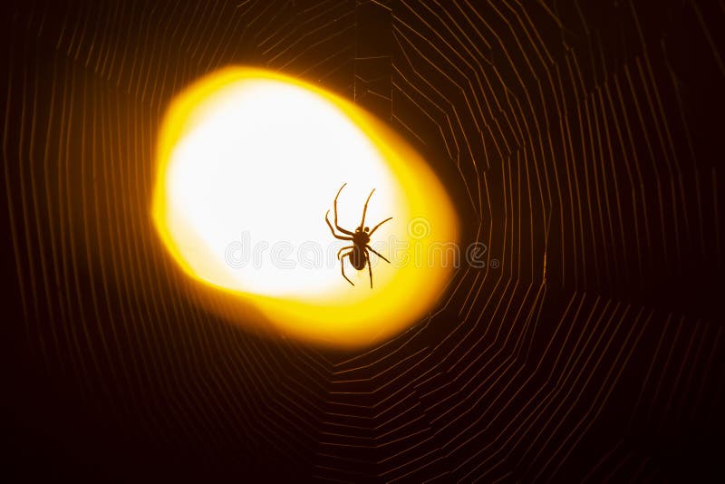 Spider Sitting on a Web at Night Under the Light of a Lantern Stock ...
