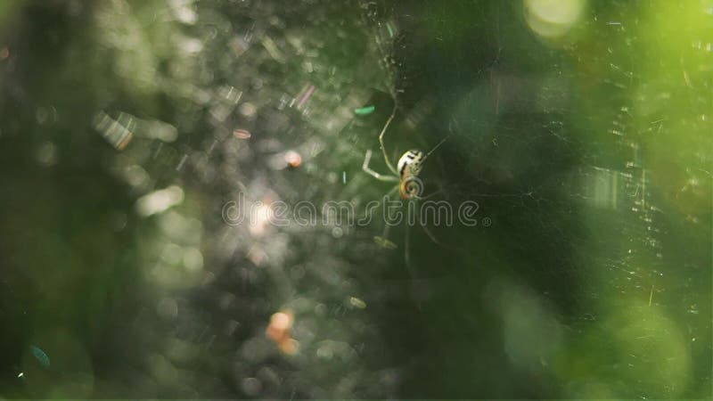 Spider Sitting on Web Rack Focus on a Large Cobweb in the Summer Wind ...