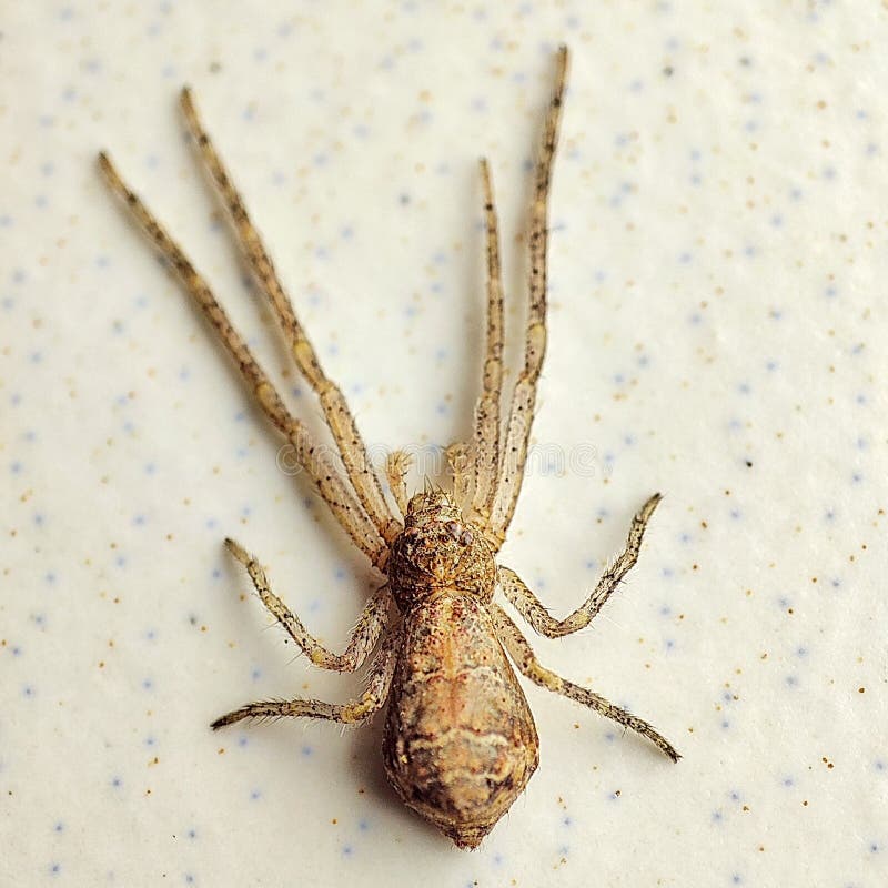 Eight Legs Spider stock image. Image of horror, poisonous - 241418549