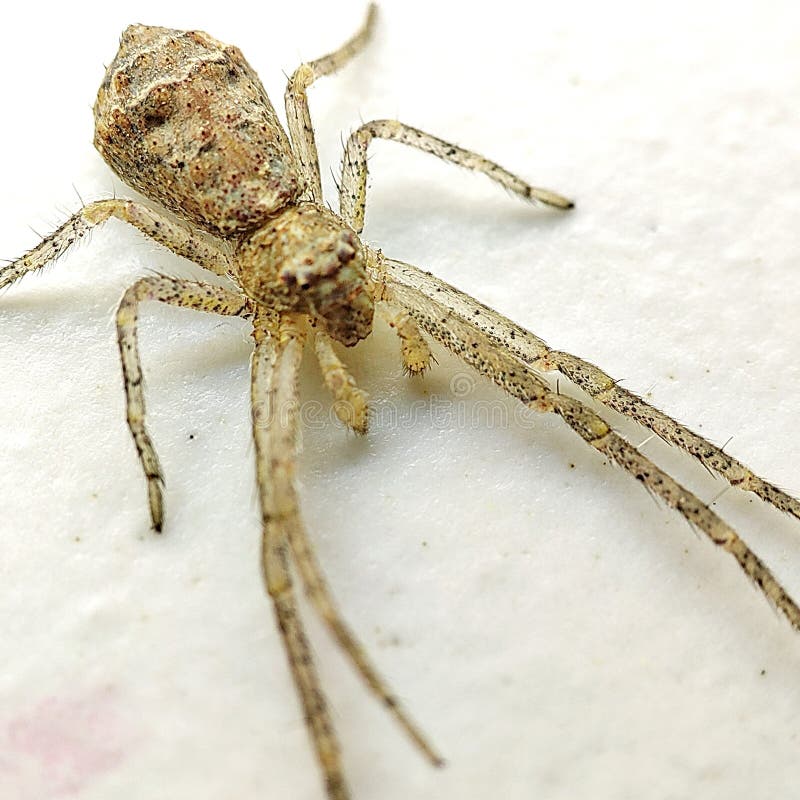 Eight Legs Spider stock image. Image of cobweb, pattern - 241418653