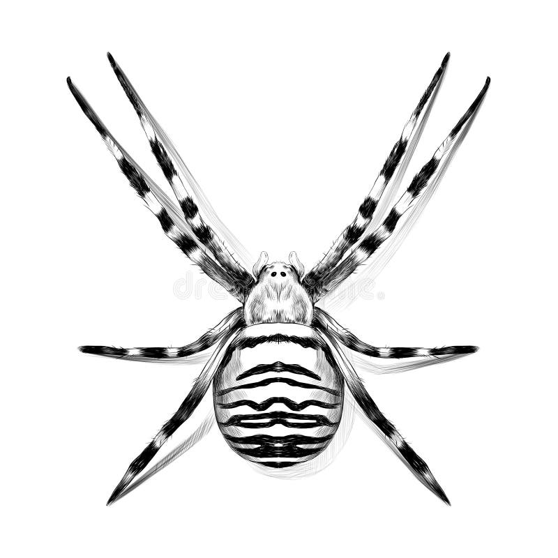 Spider Sketch Drawing Vector Stock Vector - Illustration of graphics ...