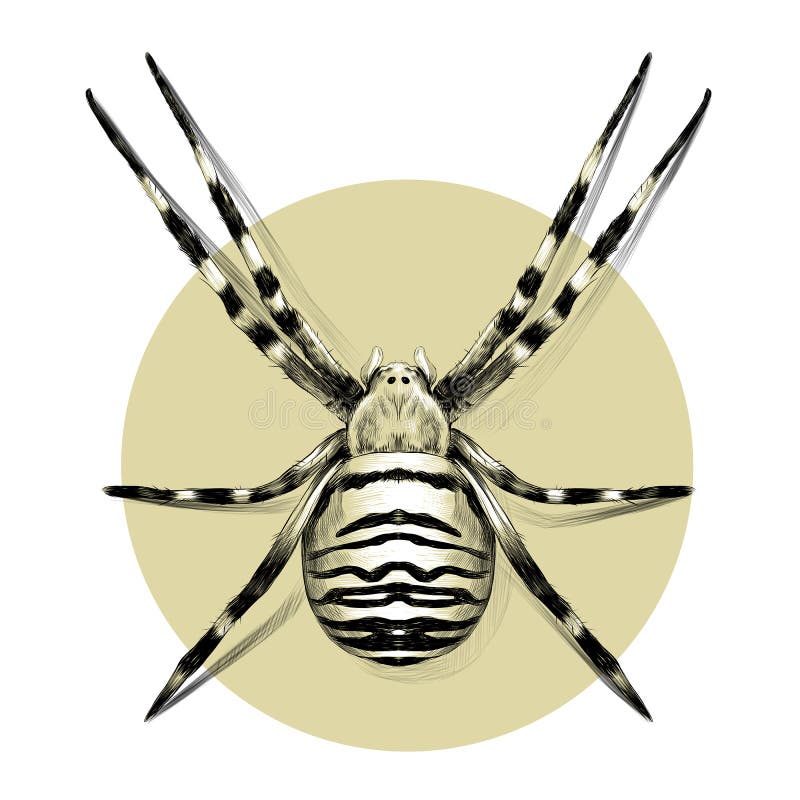 Spider Sketch Drawing Vector Stock Vector - Illustration of decorative ...