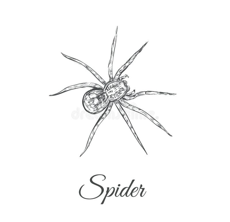 Spider Sketch Vector Illustration. Spider Stock Vector - Illustration ...