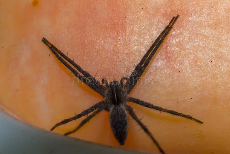Spider on the skin stock photo. Image of human, garden - 103629164