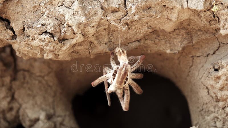 Spider Skin Holding and Moving with the Wind Stock Footage - Video of ...