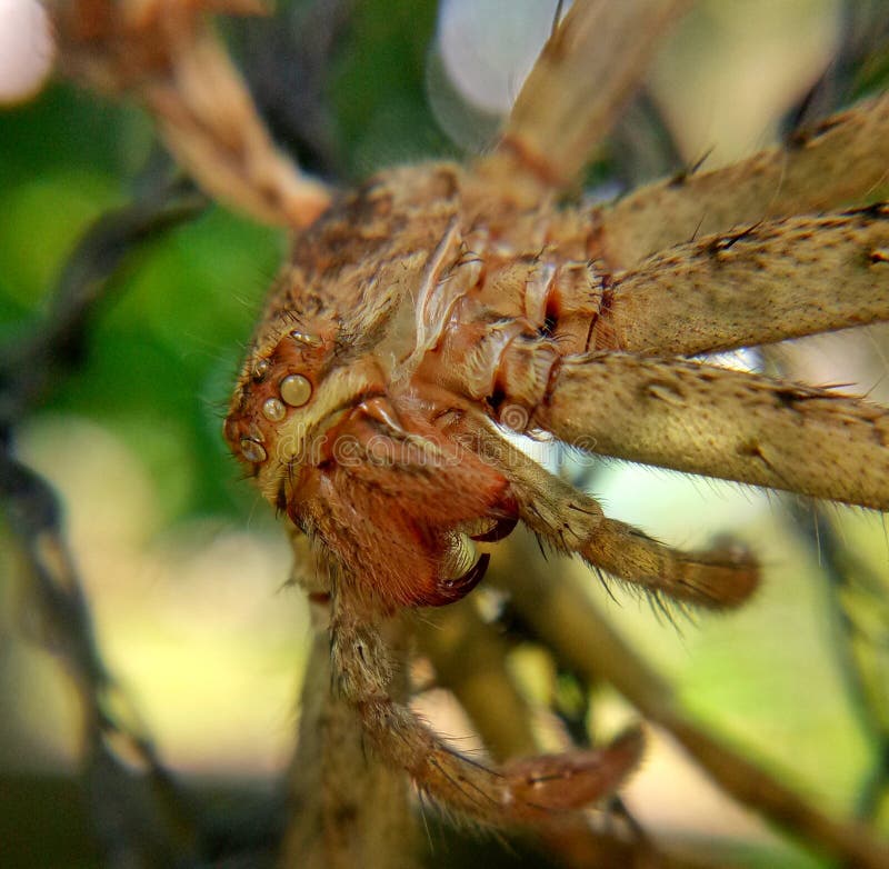 The Spider Skin Left Behind Stock Photo - Image of skin, left: 153819678