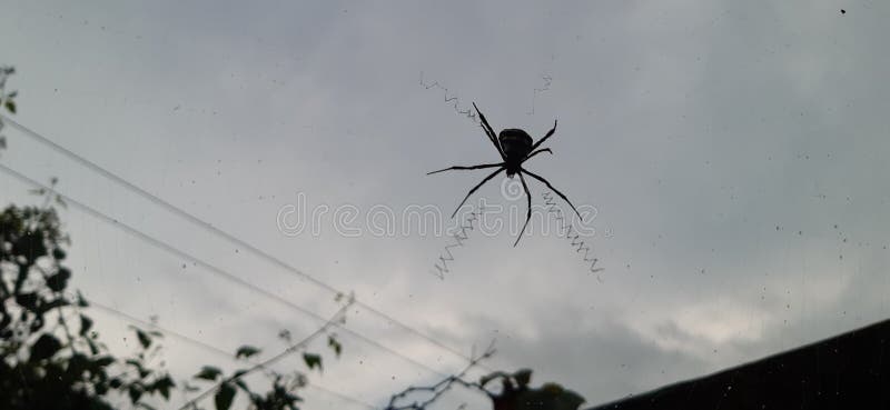Spider stock photo. Image of spider, plant, nature, evening - 164833820