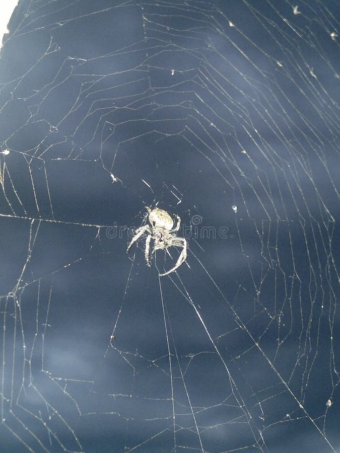 Spider in the sky stock image. Image of insectivorous - 45307307