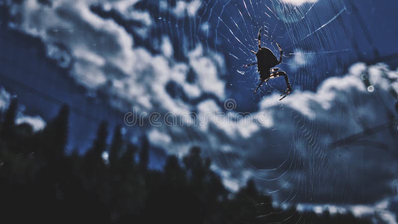 Spider in the sky stock photo. Image of wild, snapseed - 98236700