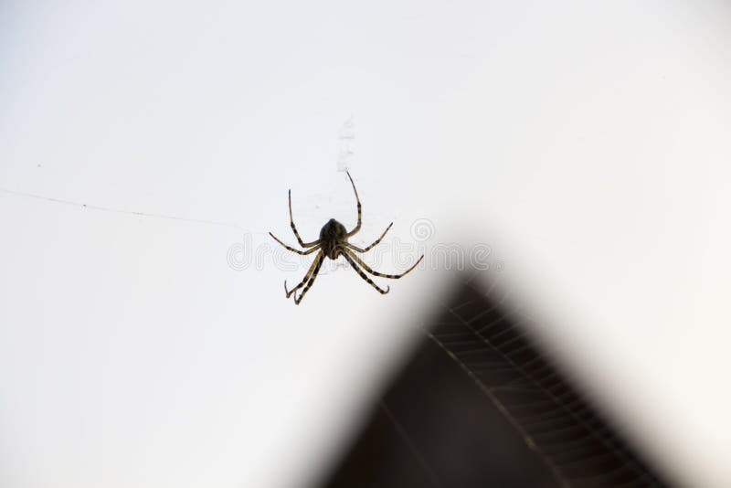 Spider with Sky and Roof in the Background Stock Photo - Image of ...