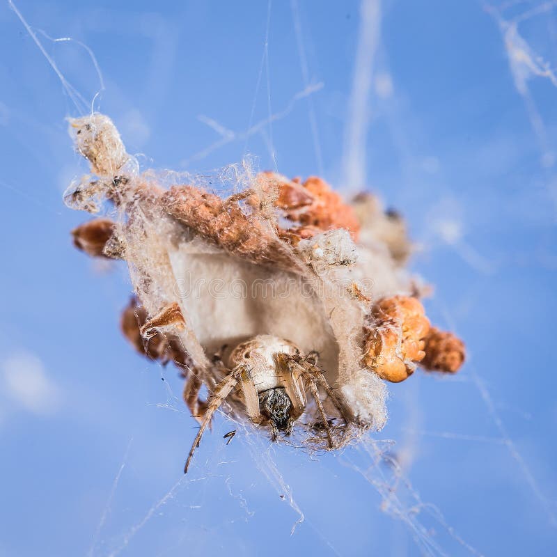 Spider Sky stock image. Image of bugslife, nature, seasons - 52649919