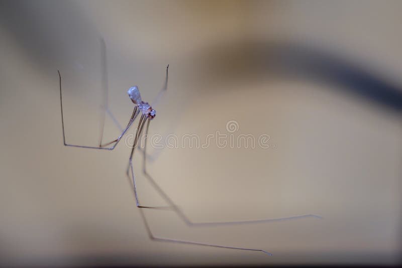 Spider sleep stock image. Image of macro, white, wild - 50771837
