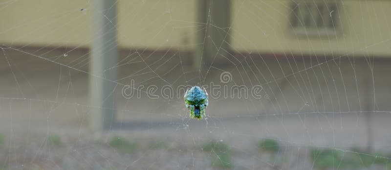 Spider Sleeping at the Center of Its Net Stock Photo - Image of cobweb ...