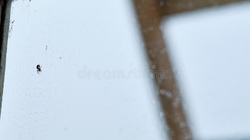 Spider Sliding on the Window. Insects at Home Stock Image - Image of ...