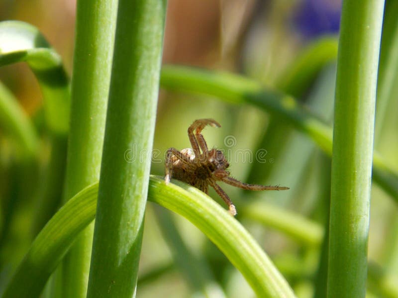 Spider stock image. Image of little, animal, grass, nature - 100271735