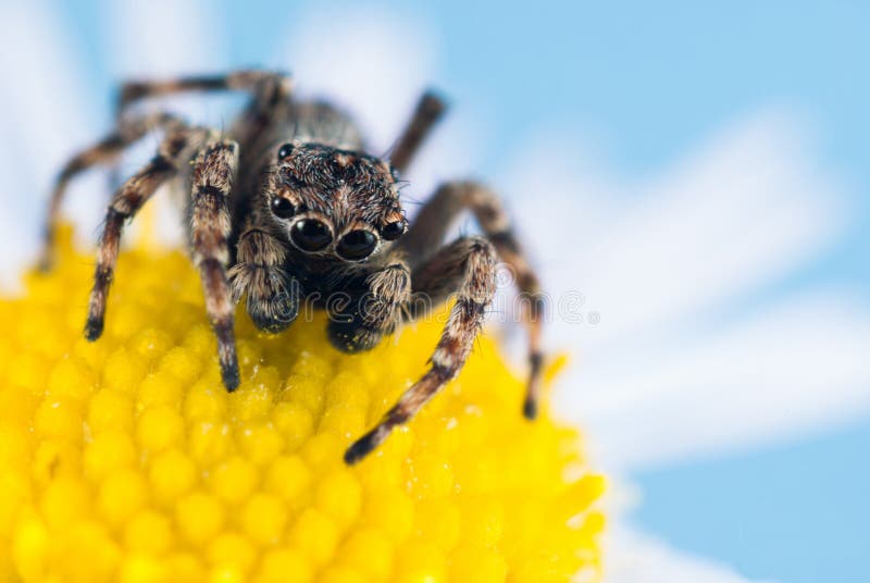 Spider stock image. Image of nature, spider, closeup - 83746919