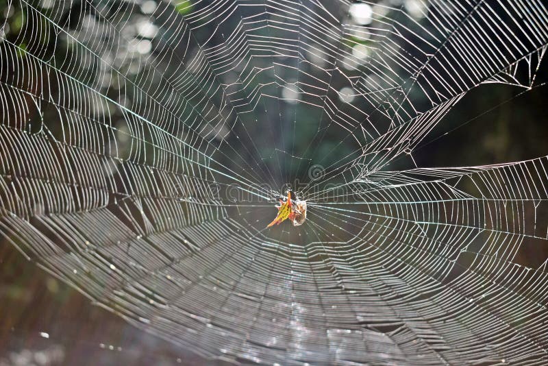 Umbrella web stock image. Image of rugged, silk, loops - 115159163