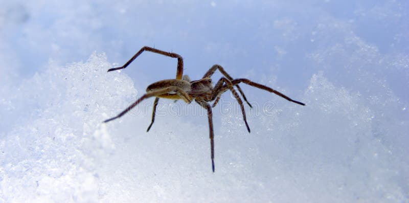 Spider on snow stock photo. Image of body, wildlife, eight - 25006000