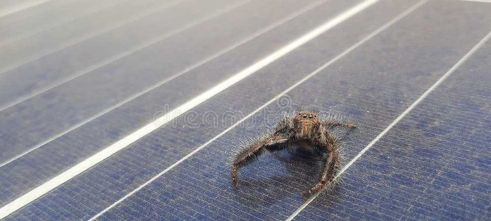 581 Spider Php4 Panel Stock Photos - Free & Royalty-Free Stock Photos ...