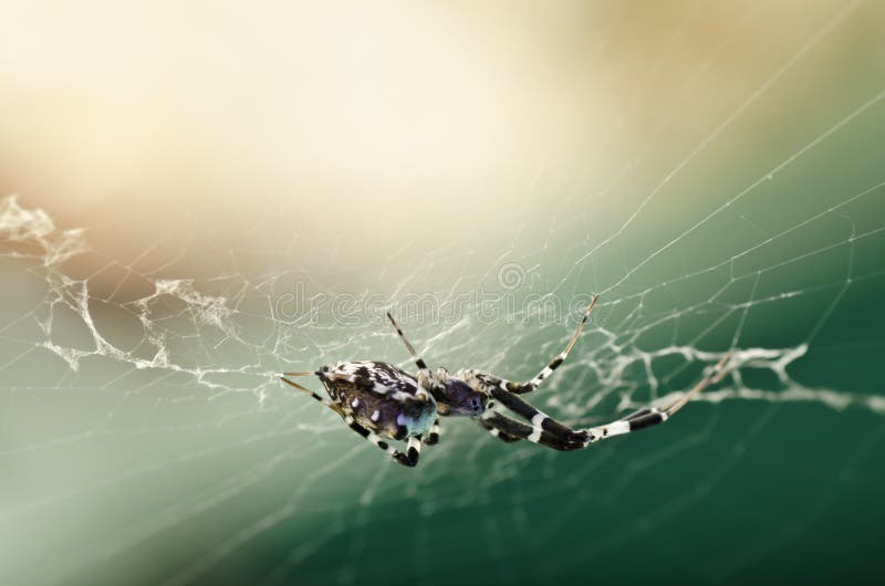 Spider space stock image. Image of colorful, spider, raynox - 20207901