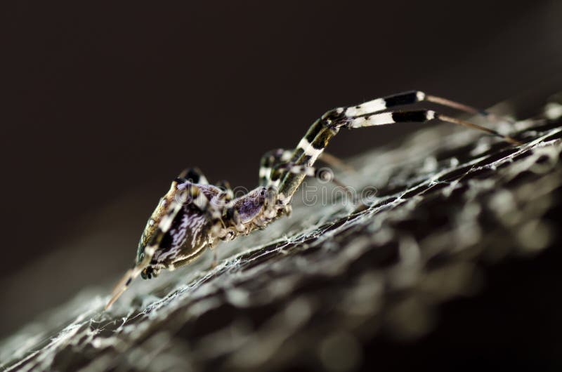 Spider space stock photo. Image of small, closeup, macro - 20207926