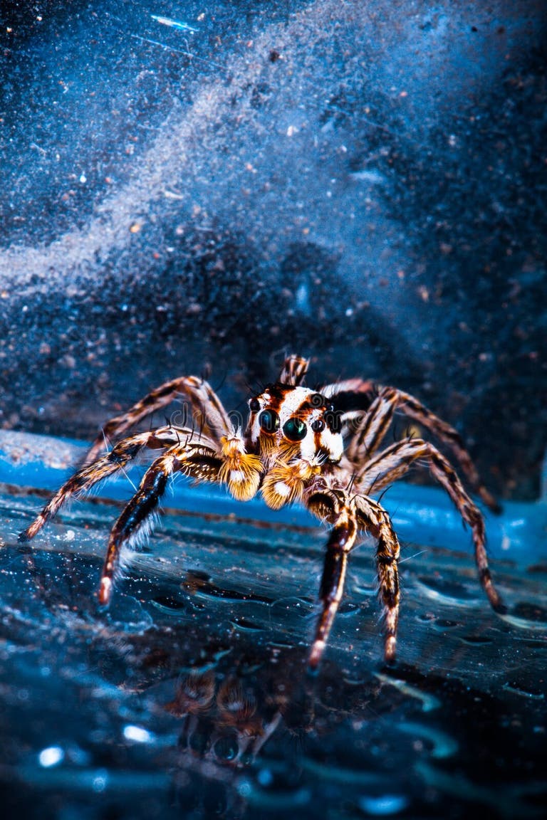 Spider Solitaire Wooden Background Stock Photos - Free & Royalty-Free ...