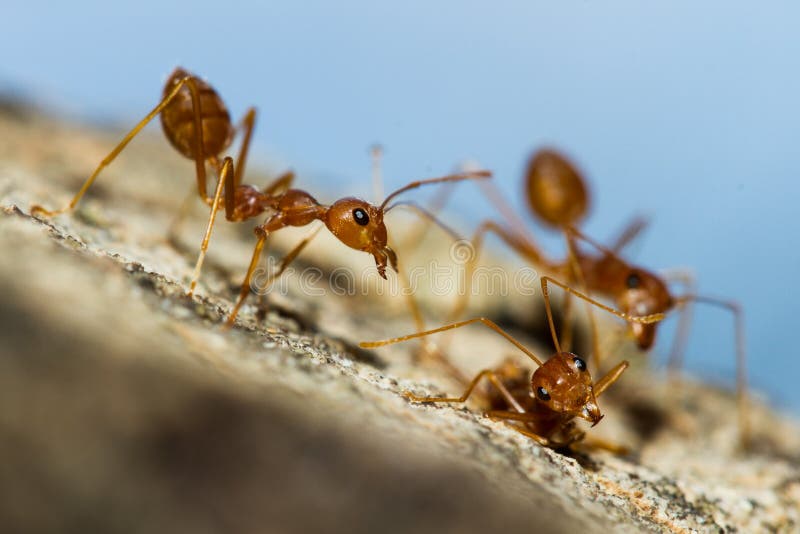Spider Solitaire Brown Background Stock Photos - Free & Royalty-Free ...