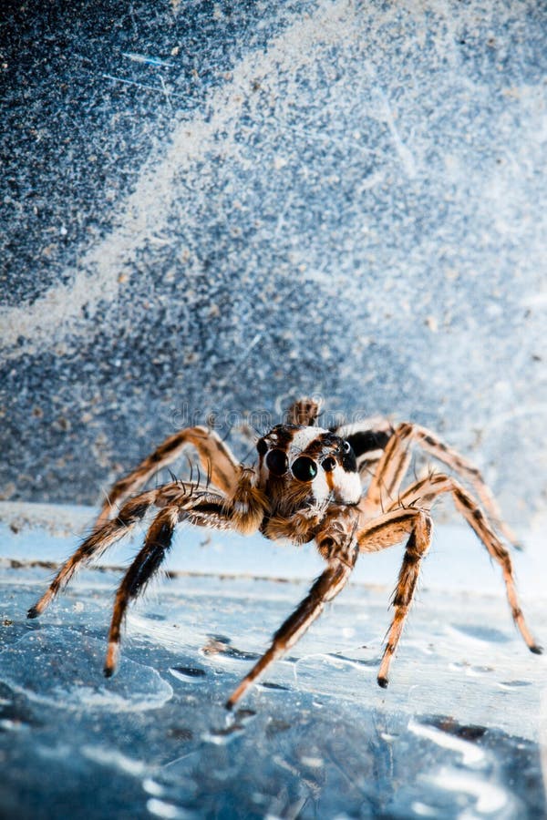 Spider space stock image. Image of colorful, spider, raynox - 20207901