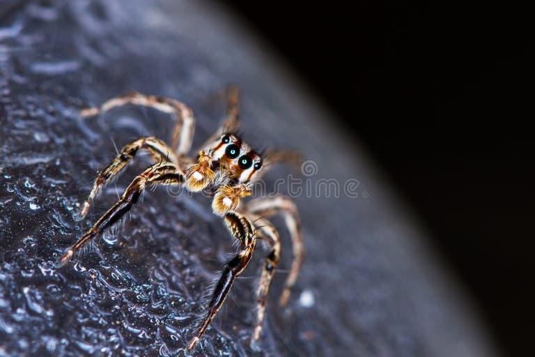 Spider Solitaire Brown Background Stock Photos - Free & Royalty-Free ...