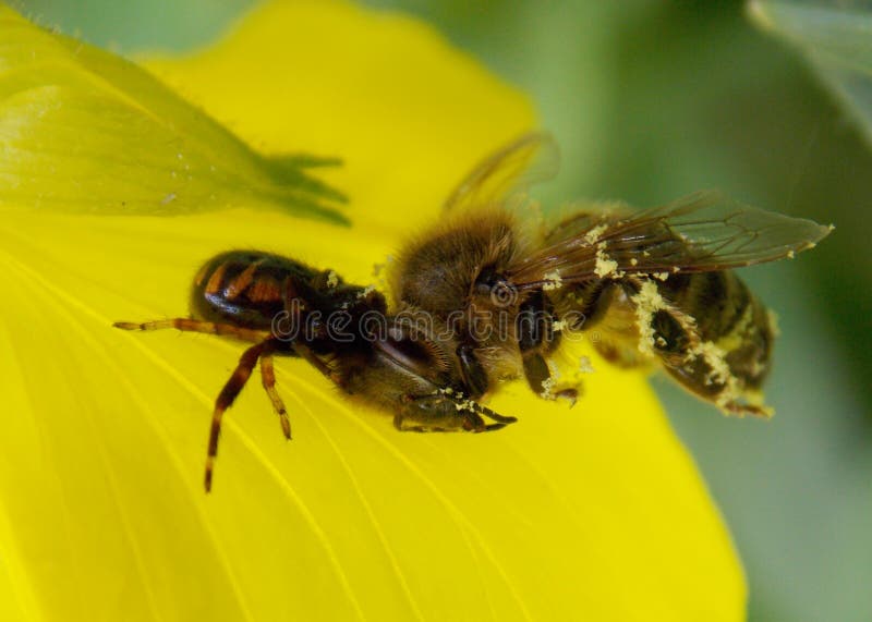 Spider stock image. Image of legs, macro, animal, prey - 99896949