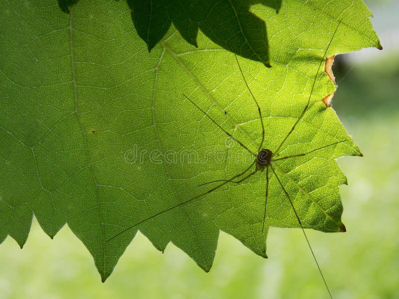 Spider stock image. Image of list, animal, plant, leaf - 99896273
