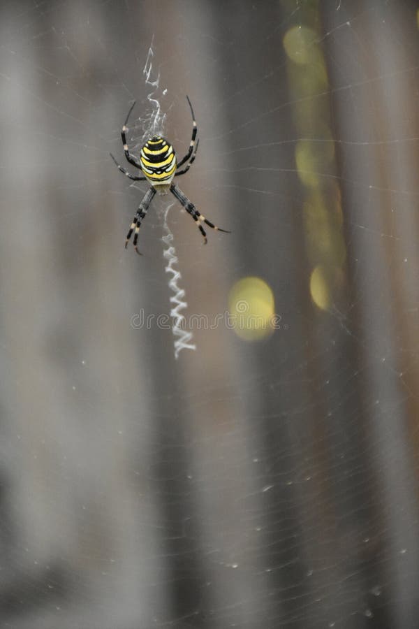 Spider, stock image. Image of bite, spider, insect, beautiful - 99674679