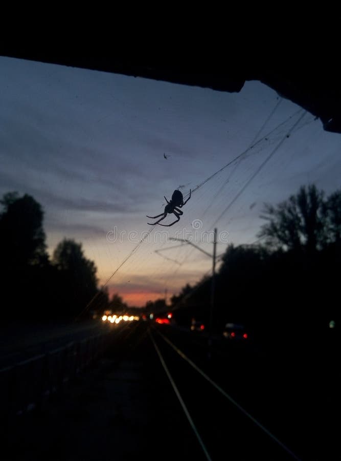 Spider stock photo. Image of night, sunset, evening - 155304592