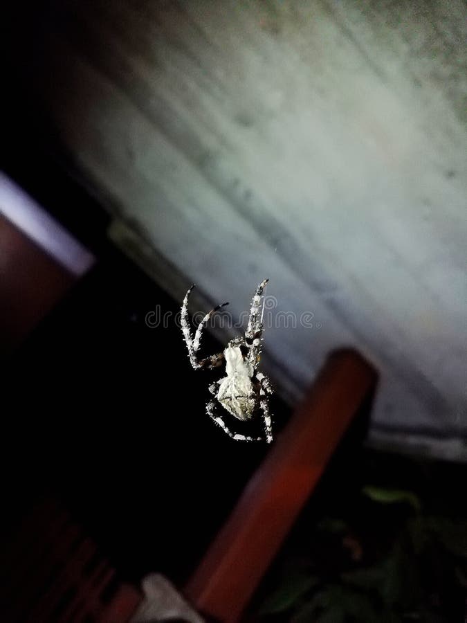 Spider stock image. Image of animal, spiderweb, insect - 132638813