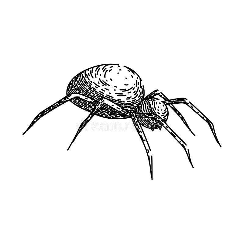 Spider Spider Sketch Hand Drawn Vector Stock Photo - Image of texture ...