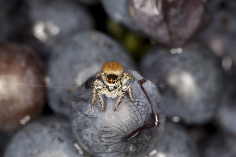 Red spider on a grape stock photo. Image of arachnid - 102875578