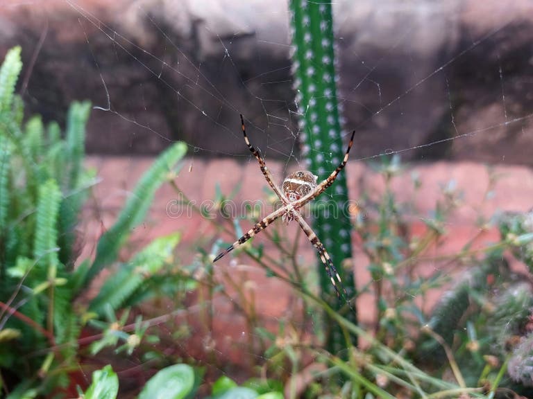 Spider in Spider Web between Cacti Stock Image - Image of black ...