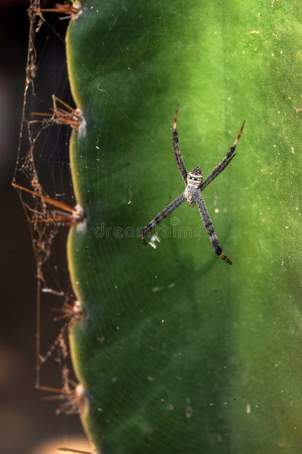 A Spider with a Spider Web on the Cactus Stock Photo - Image of botany ...