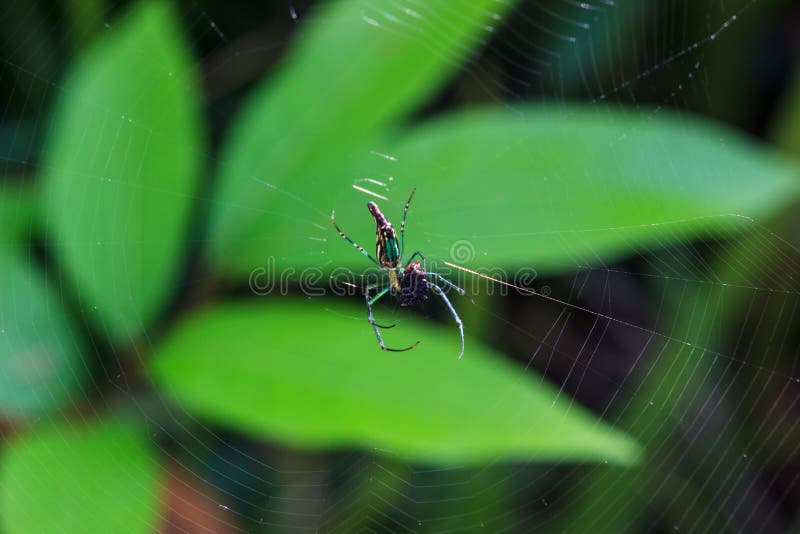 Spider on the spider web stock image. Image of nature - 48796541