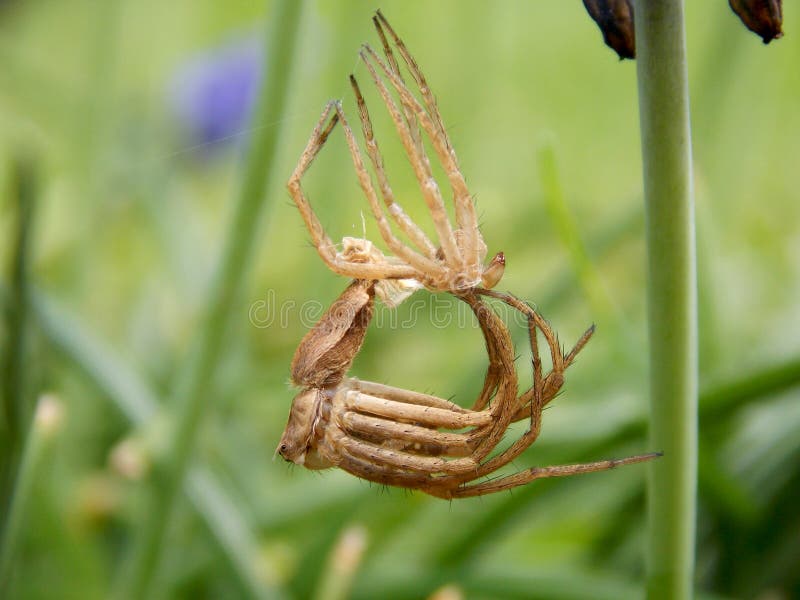Spider stock photo. Image of color, macro, legs, nature - 100892174