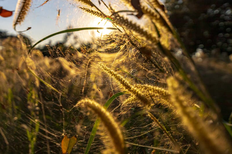 Spider on the Spider Web or Cobweb and Light of Sunset Stock Image ...