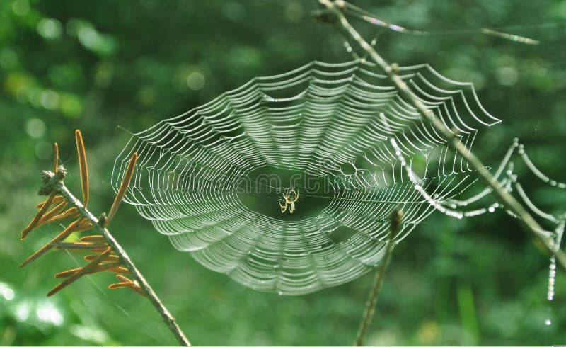 Spider, Spider Web, Forest, Close-up Stock Image - Image of forest ...