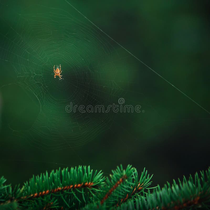 Spider on Spider Web with Green Background. Pine Tree Branch. Stock ...