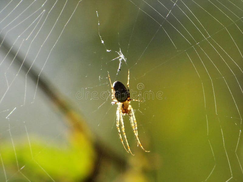 Spider, spider web stock image. Image of trap, filigree - 121069165