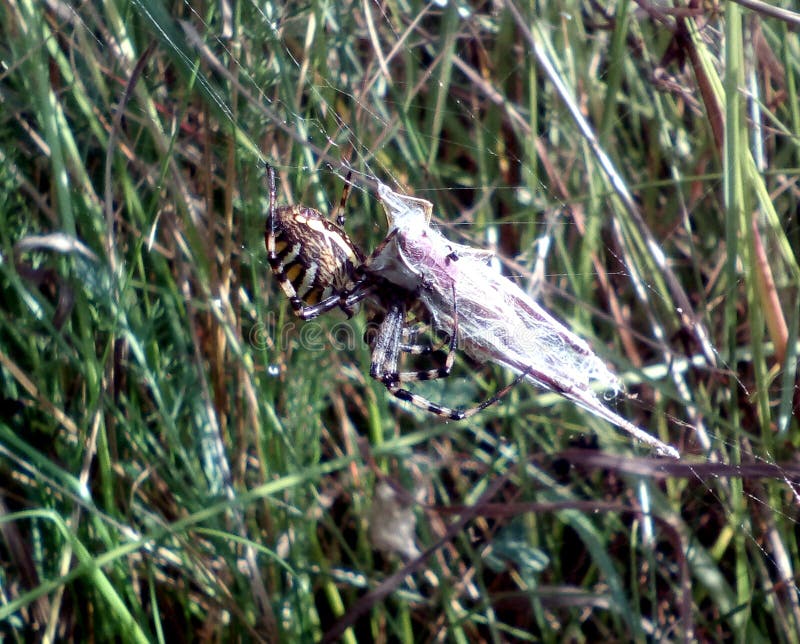 Spider and spider web stock image. Image of white, ecology - 98798119